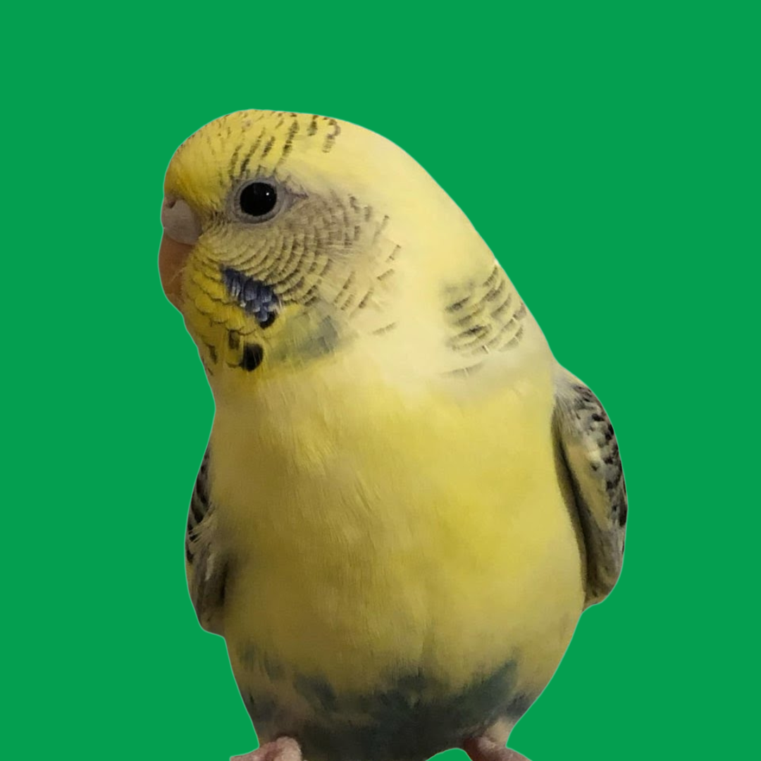 Extra Small Birds – Everything Birds