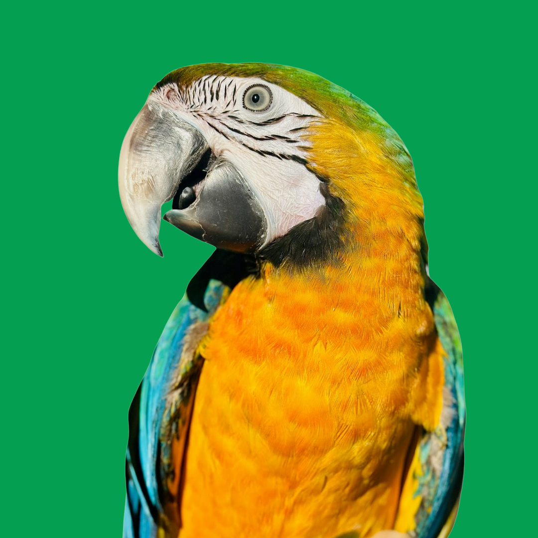 Everything Birds Online- Southeast's Largest Bird Store