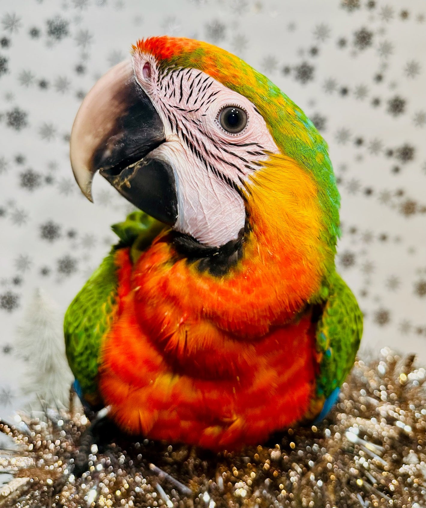 Training and Habits – Everything Birds