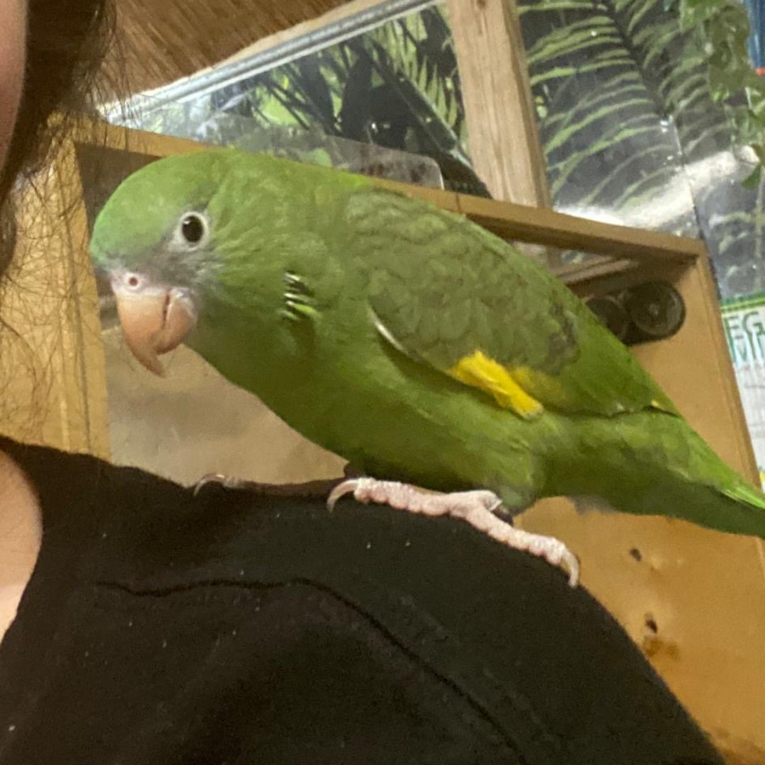 Available Birds – Everything Birds