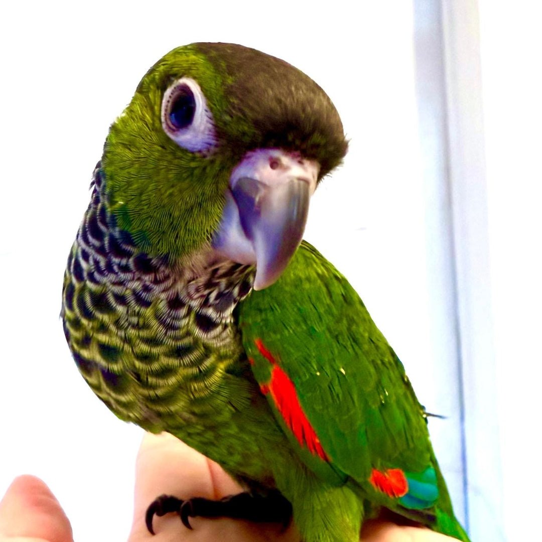 Available Birds – Everything Birds