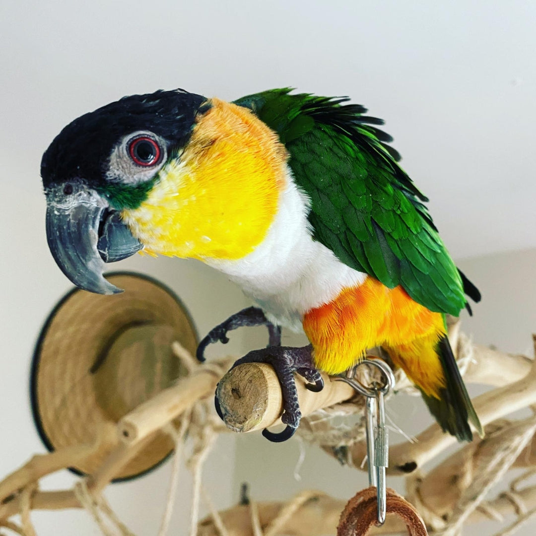 Available Birds – Everything Birds