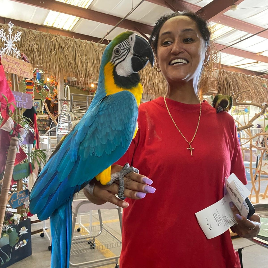 Available Birds – Everything Birds