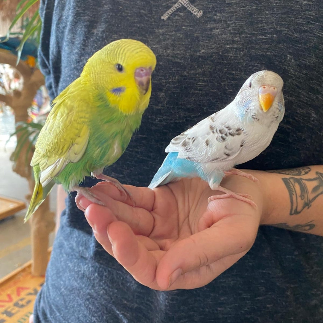 Available Birds – Everything Birds