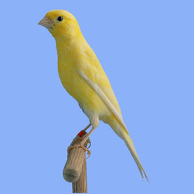 Available Birds – Everything Birds