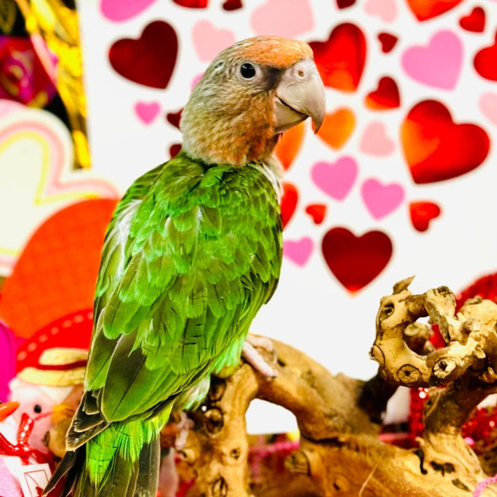 Available Birds – Everything Birds