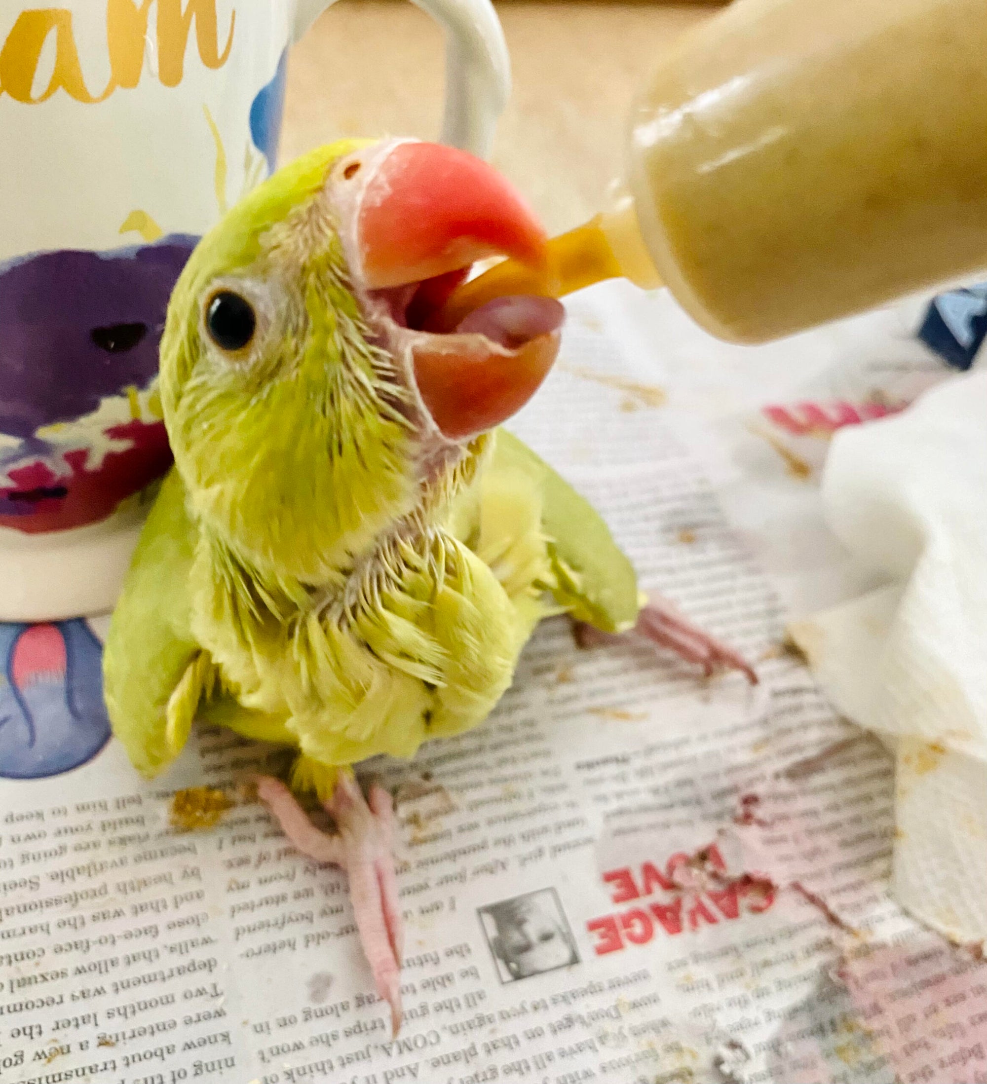 Everything Birds Online- Southeast's Largest Bird Store