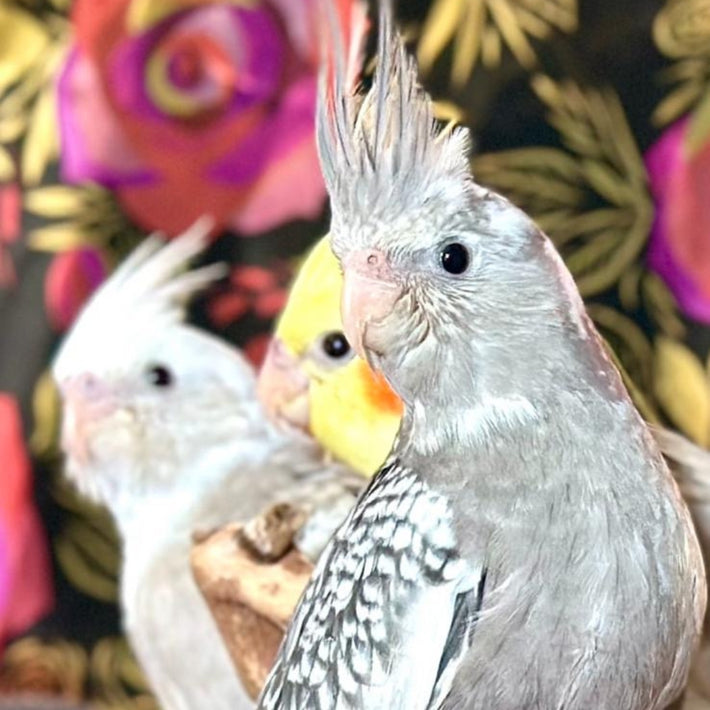Available Birds – Everything Birds