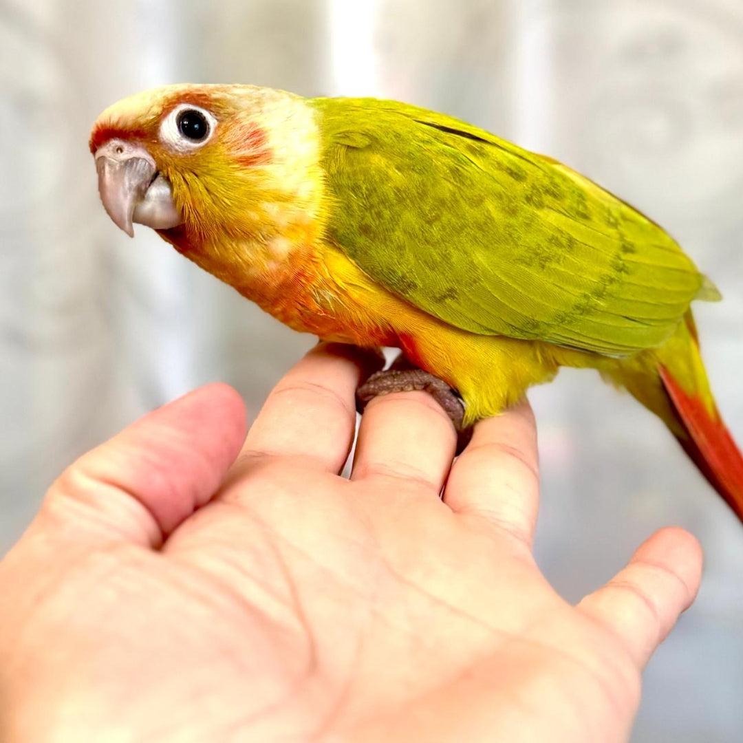 Available Birds – Everything Birds