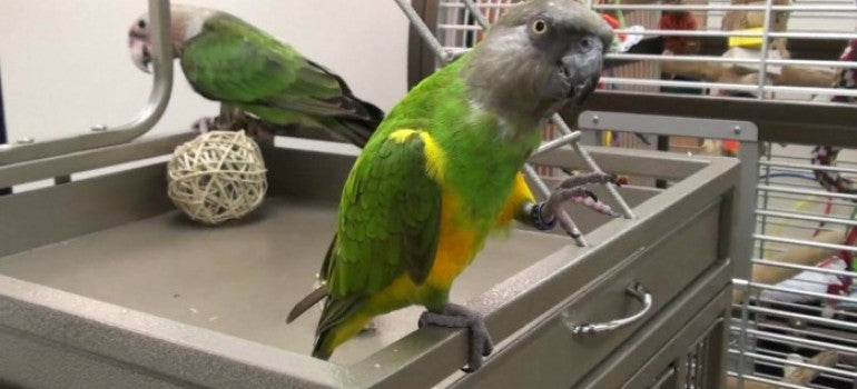 Care and Feeding – Everything Birds