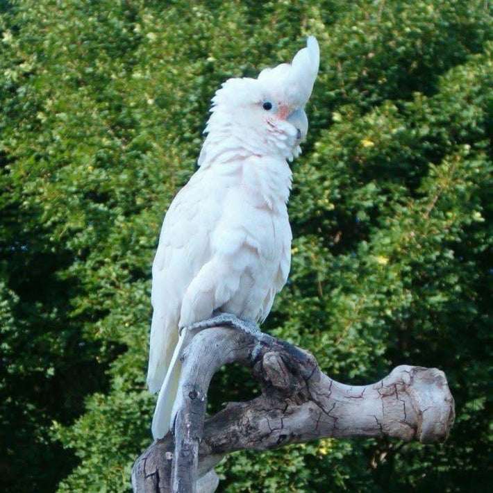 Available Birds – Everything Birds