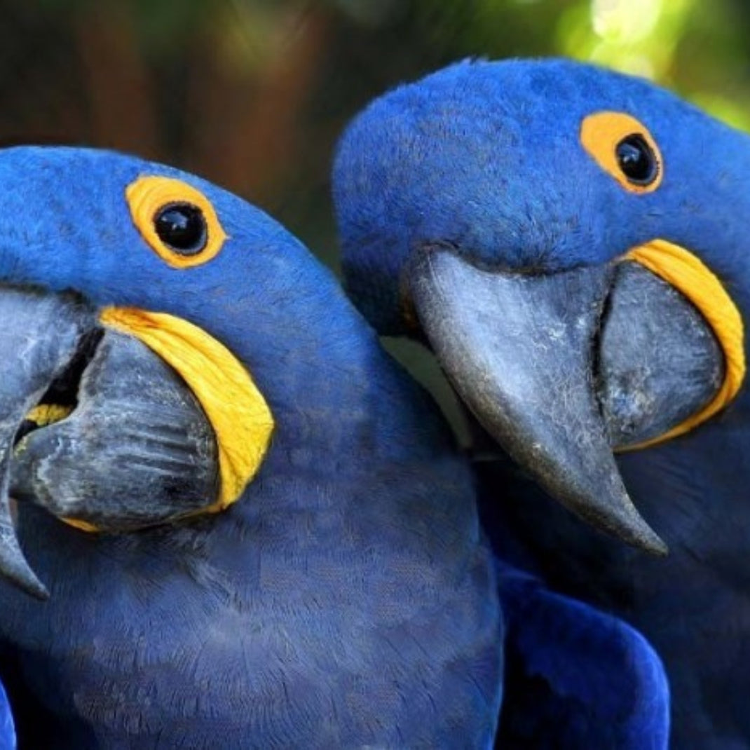 Boarding – Everything Birds