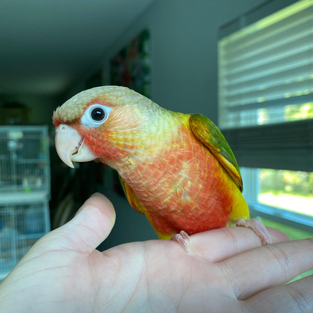 Available Birds – Everything Birds