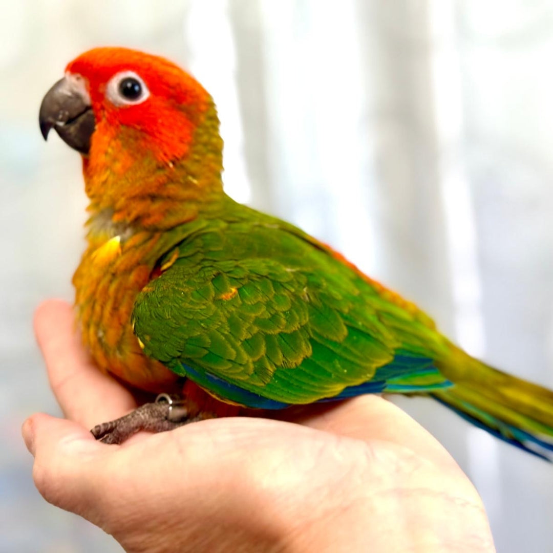 Available Birds – Everything Birds