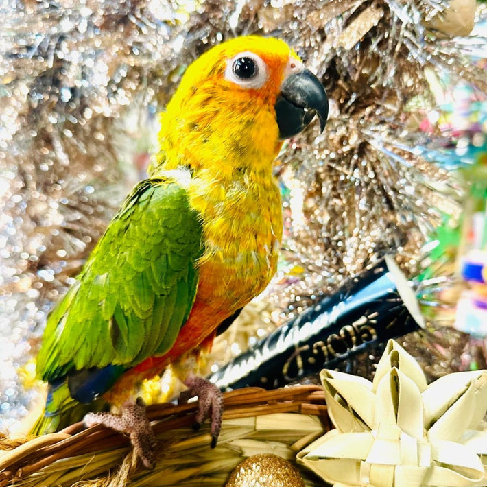 Available Birds – Everything Birds