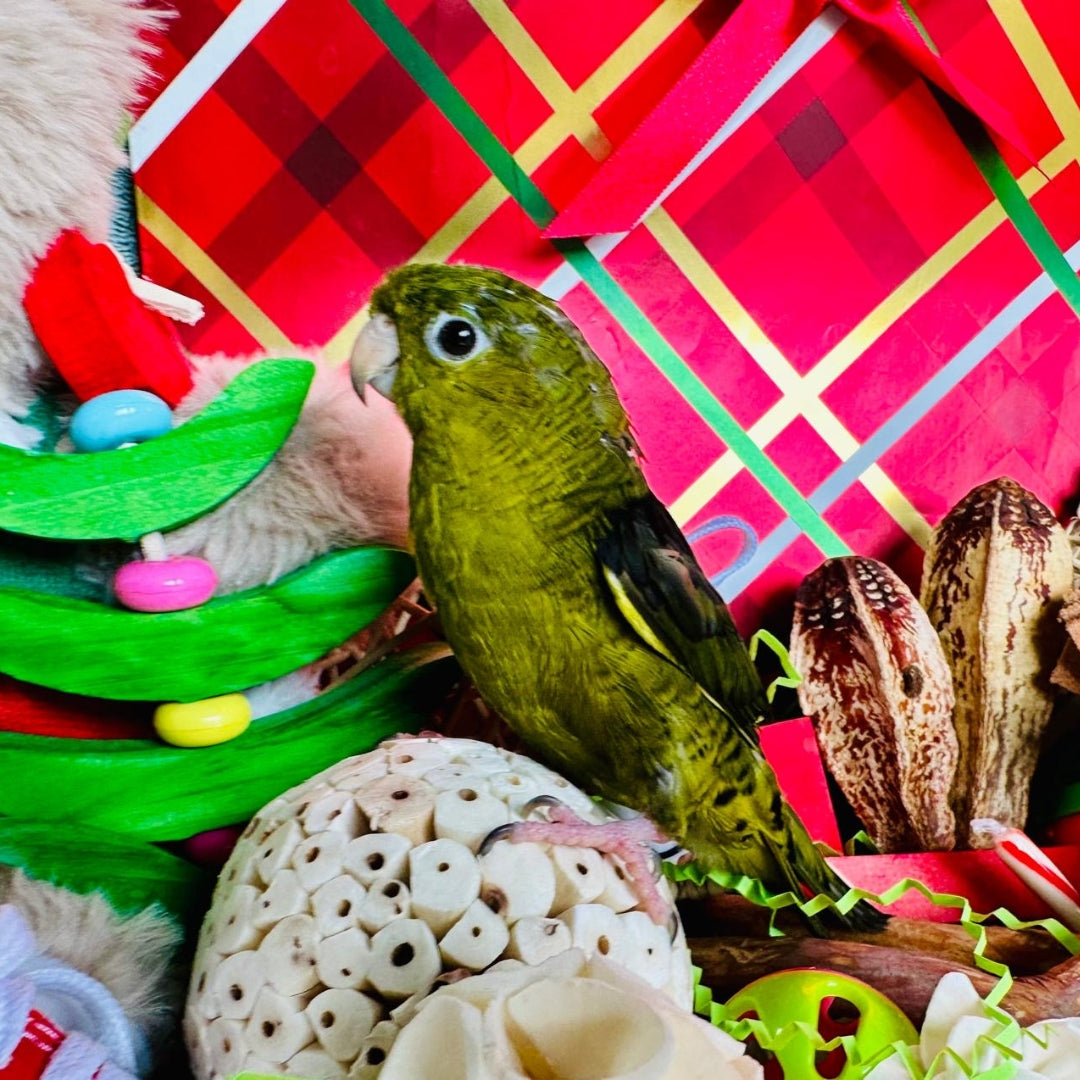 Available Birds – Everything Birds