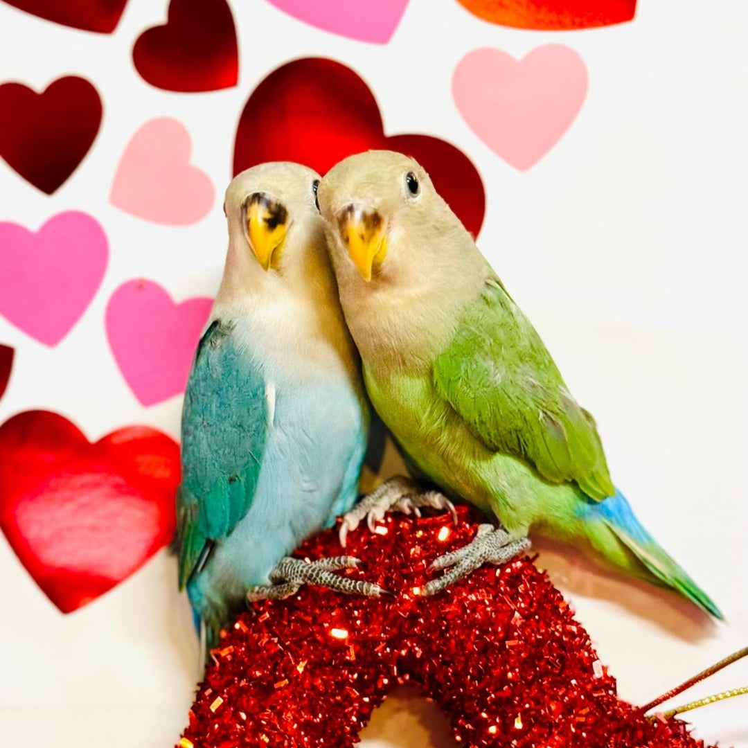 Available Birds – Everything Birds