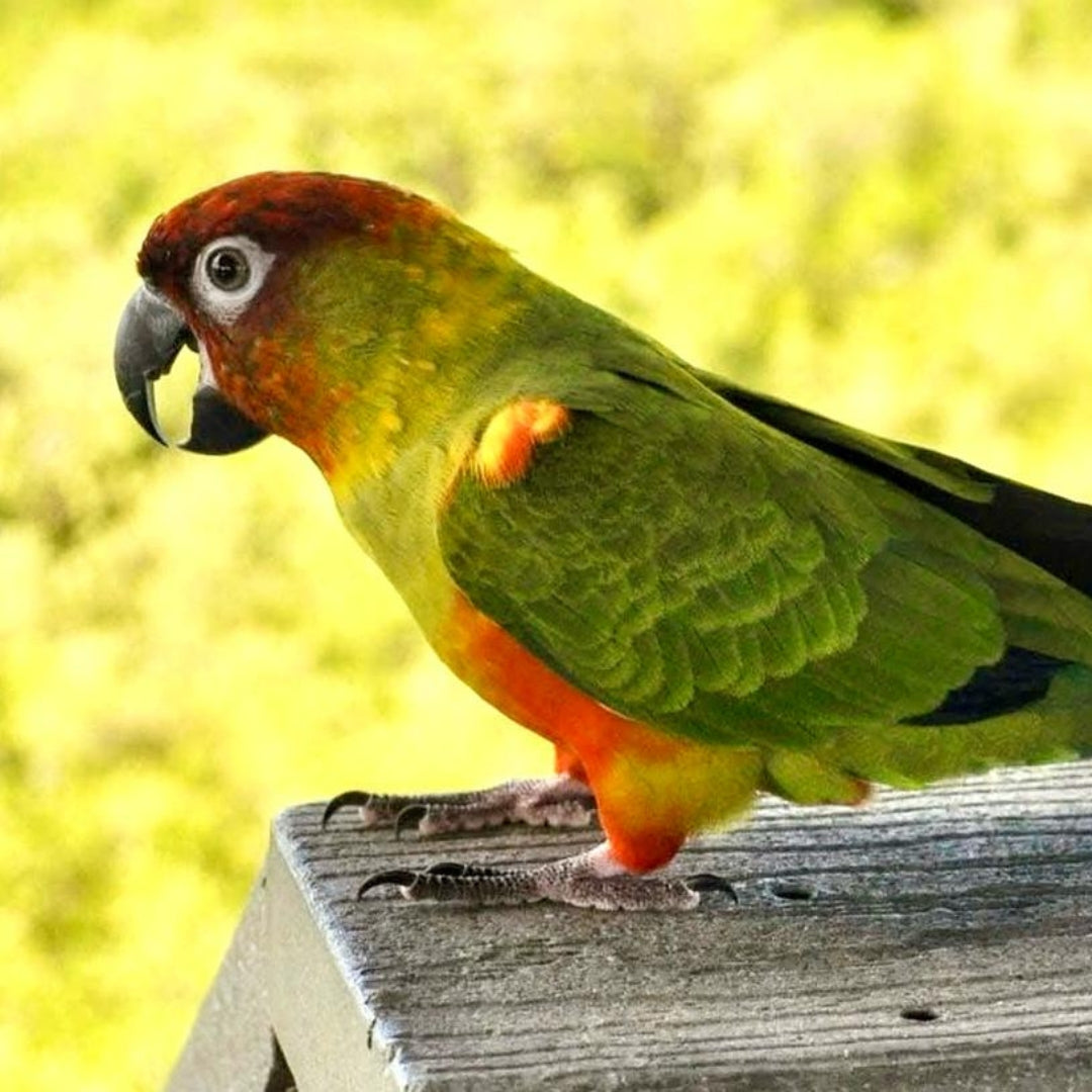 Available Birds – Everything Birds