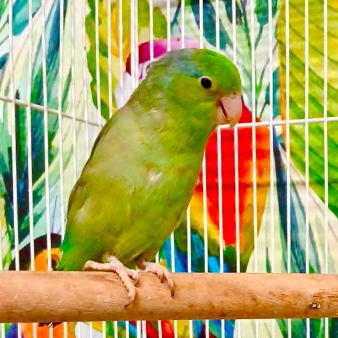 Available Birds – Everything Birds