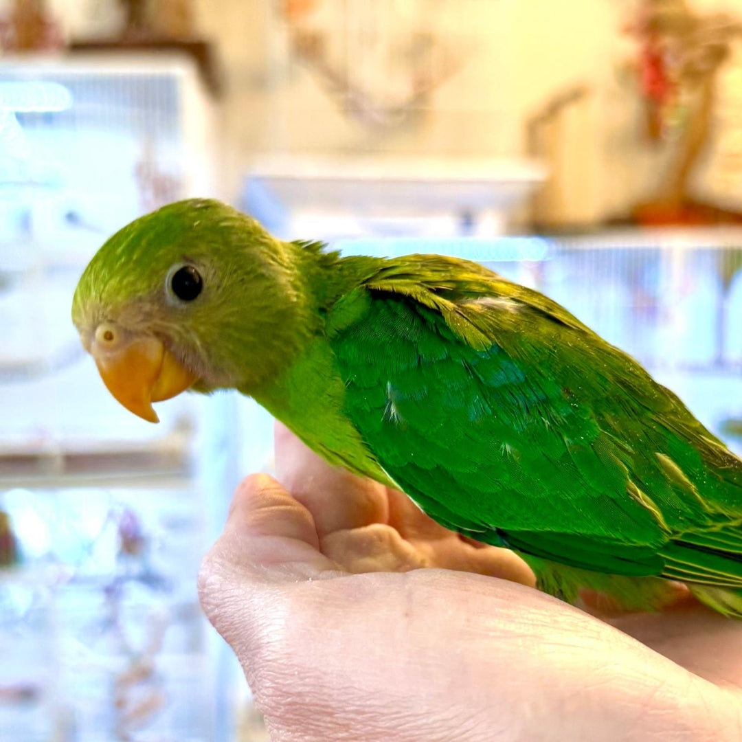 Available Birds – Everything Birds