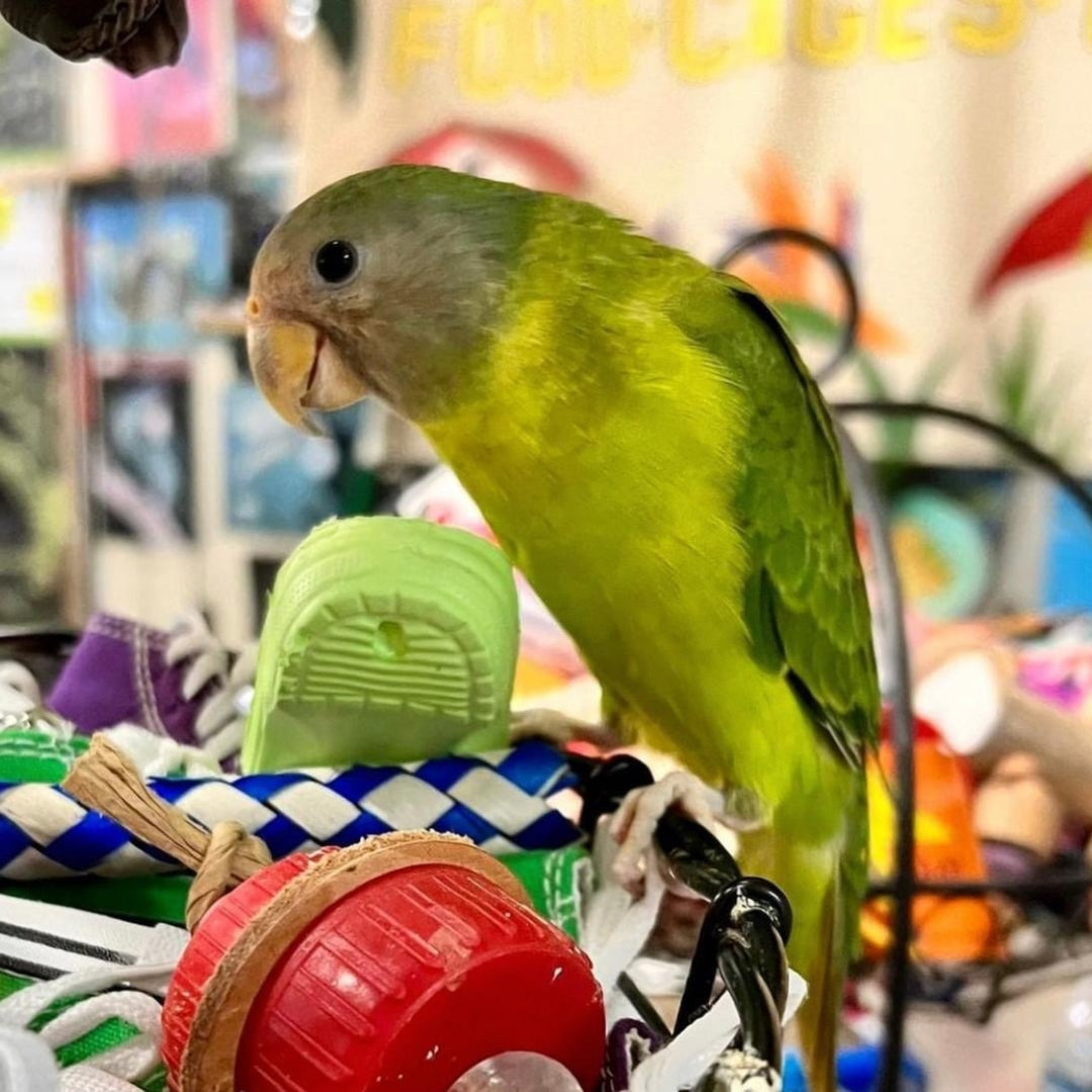 Available Birds – Everything Birds