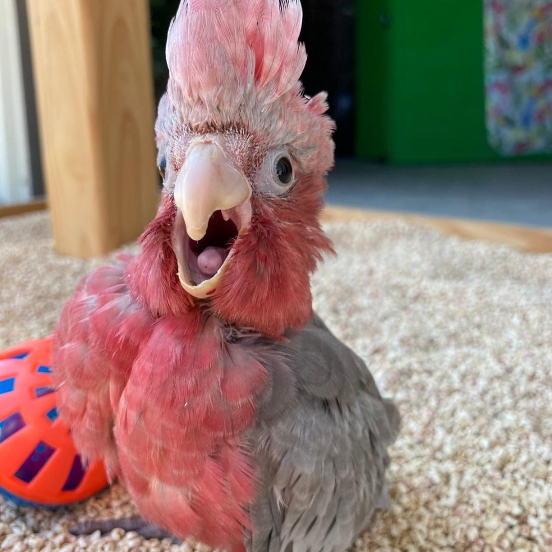 Available Birds – Everything Birds