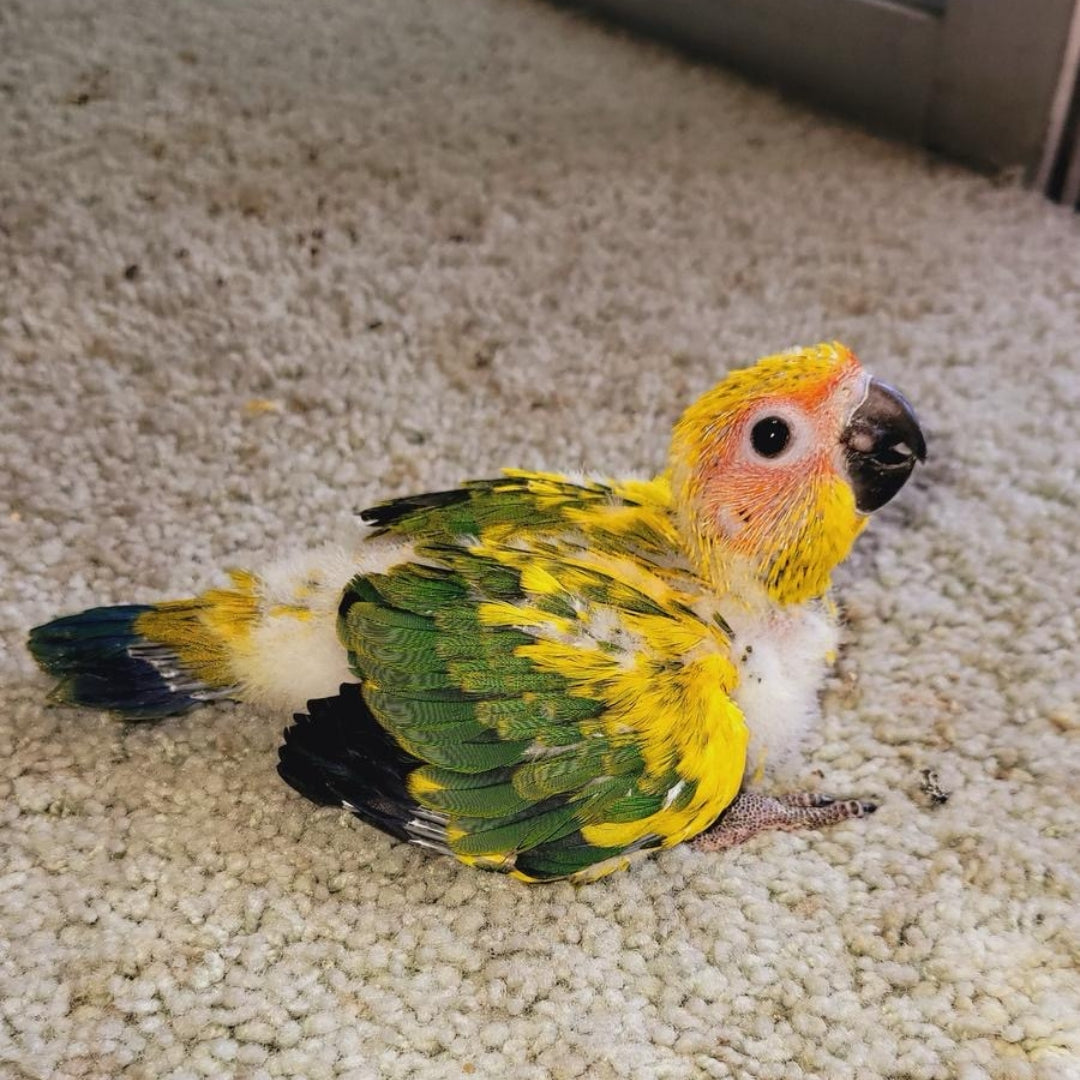 Available Birds – Everything Birds