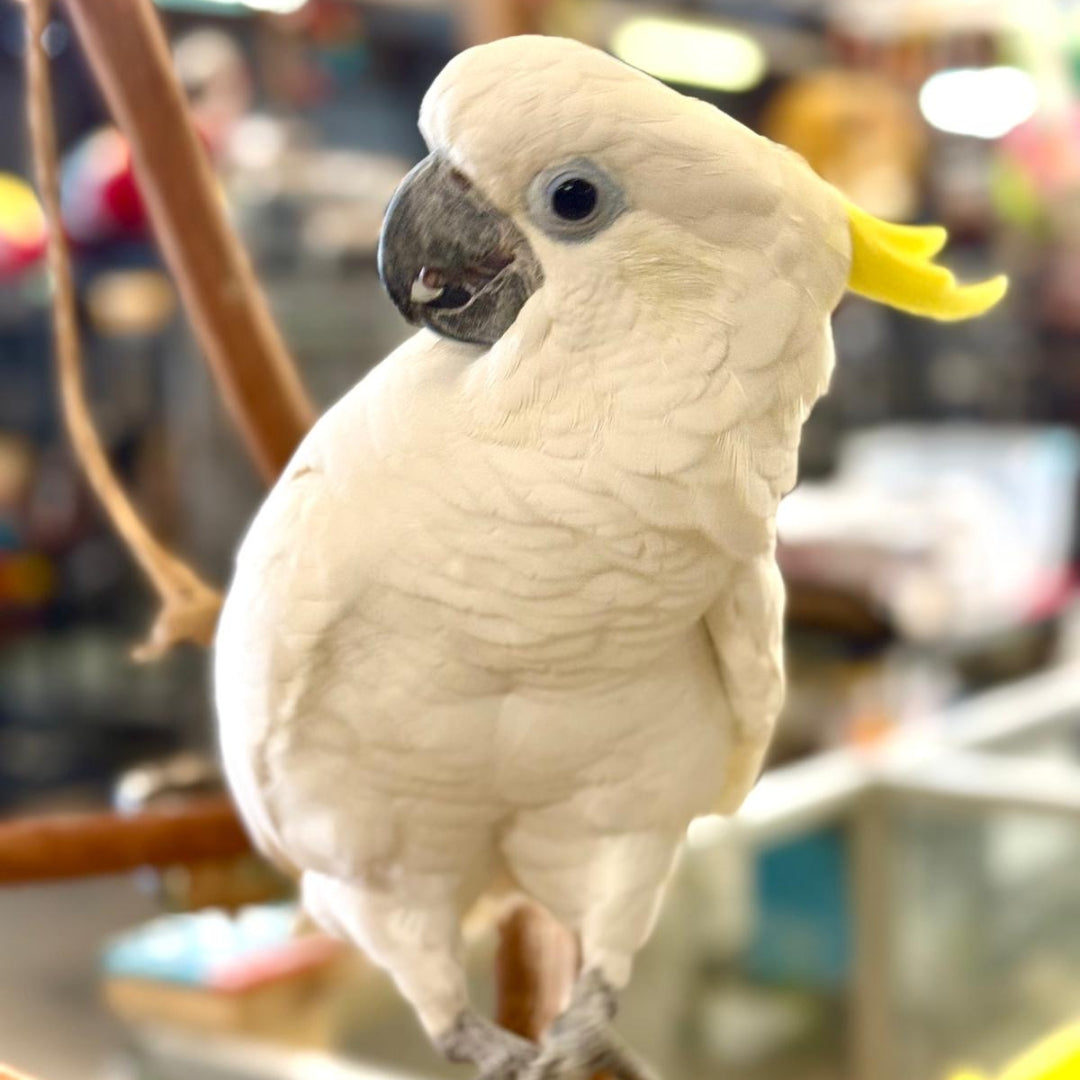 Available Birds – Everything Birds