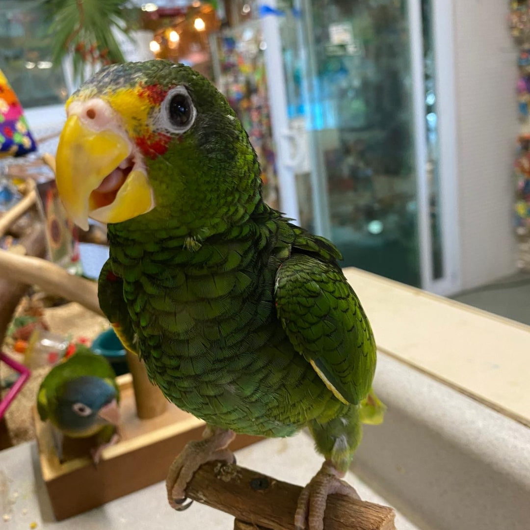 Available Birds – Everything Birds