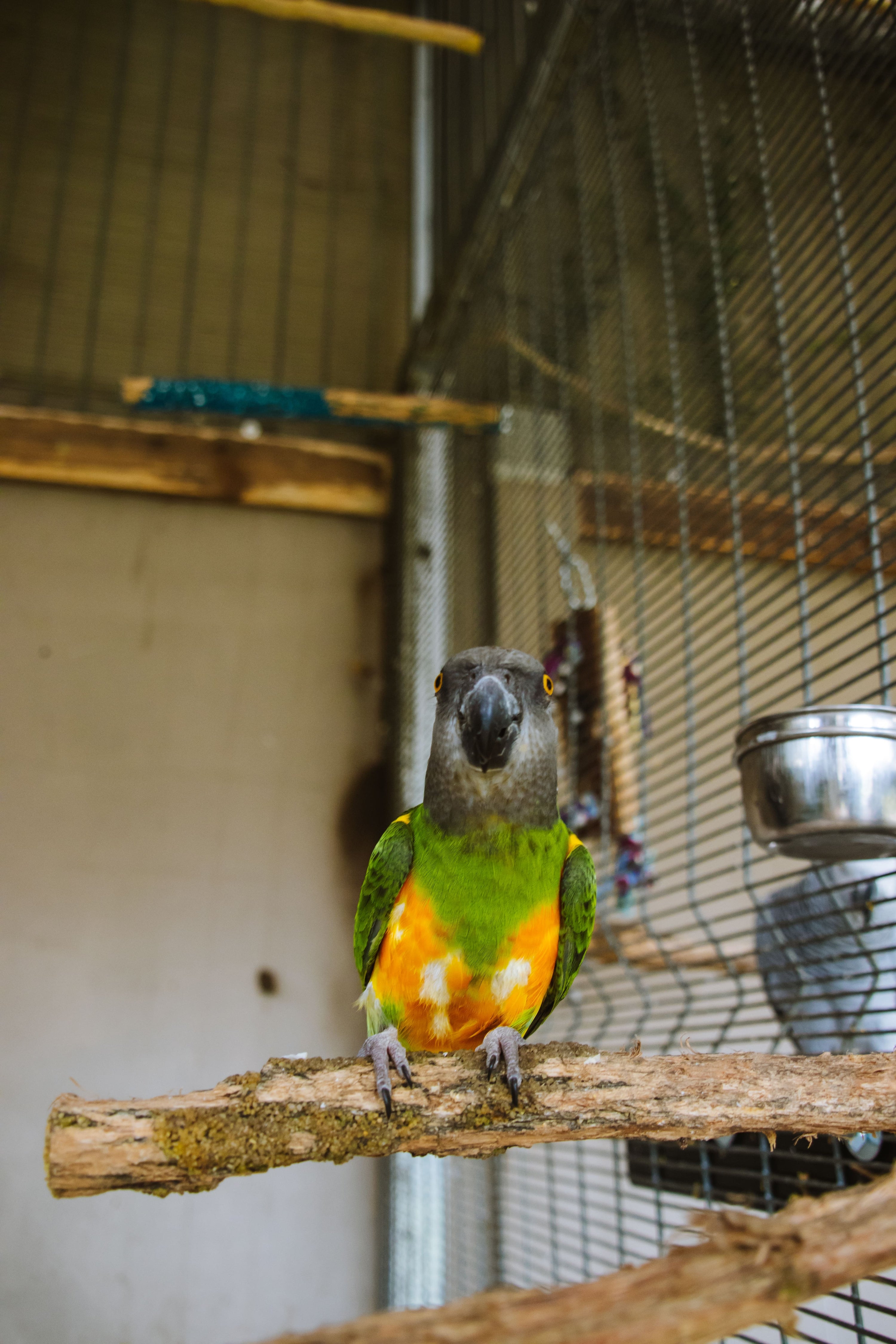 Everything Birds Online- Southeast's Largest Bird Store