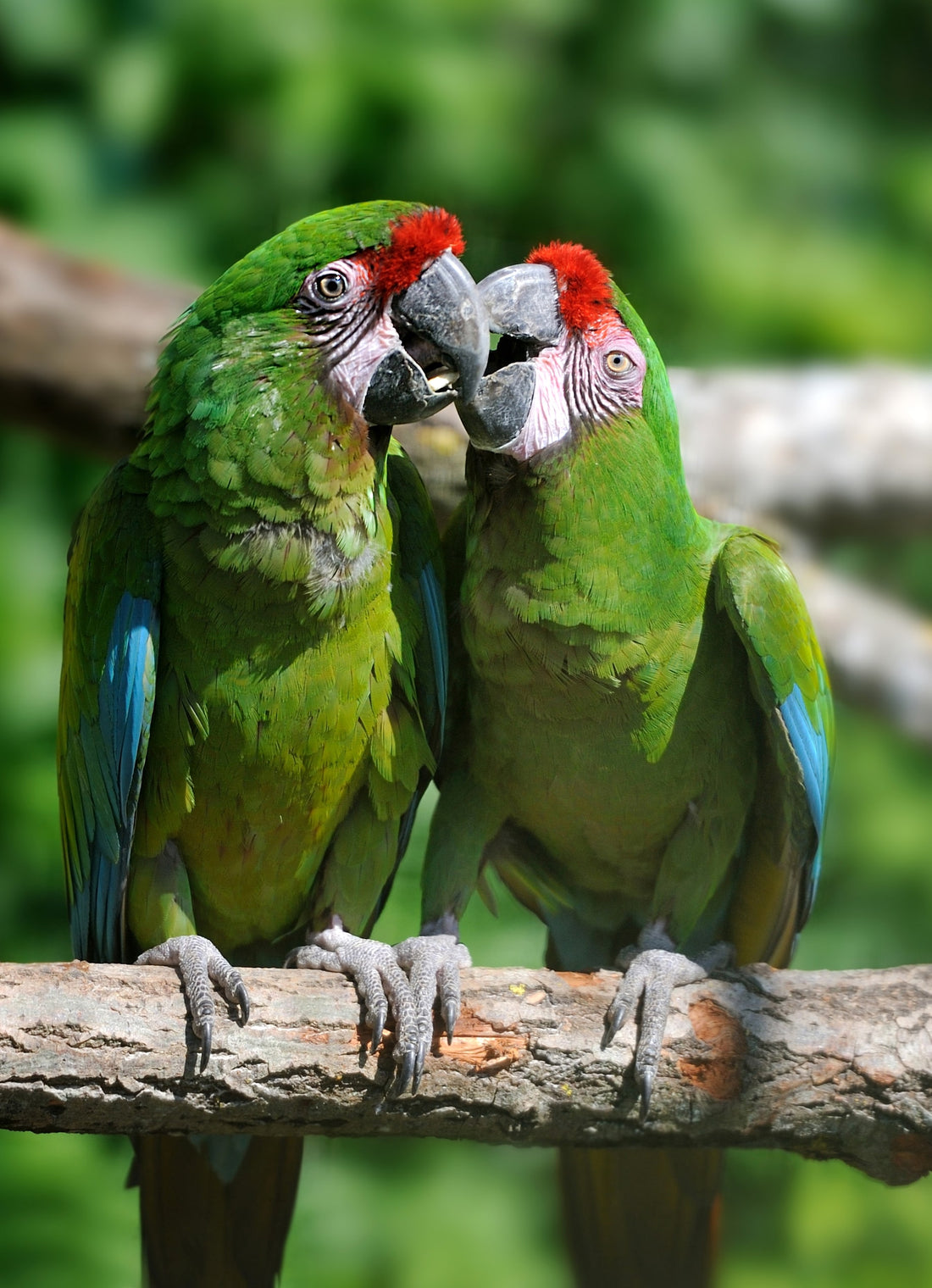 Everything Birds Online- Southeast's Largest Bird Store